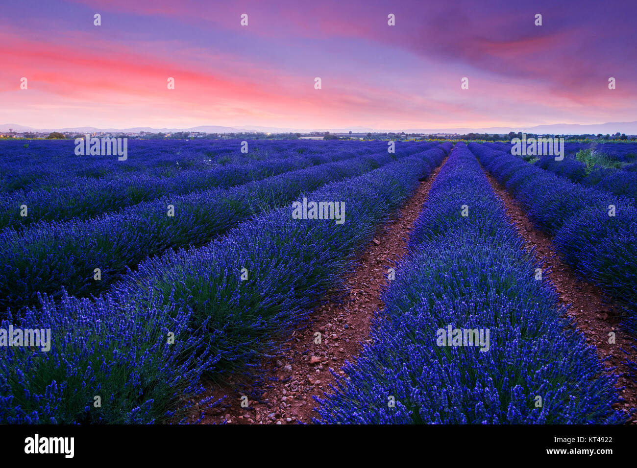 Lavender field summer sunset landscape near Valensole Stock Photo - Alamy
