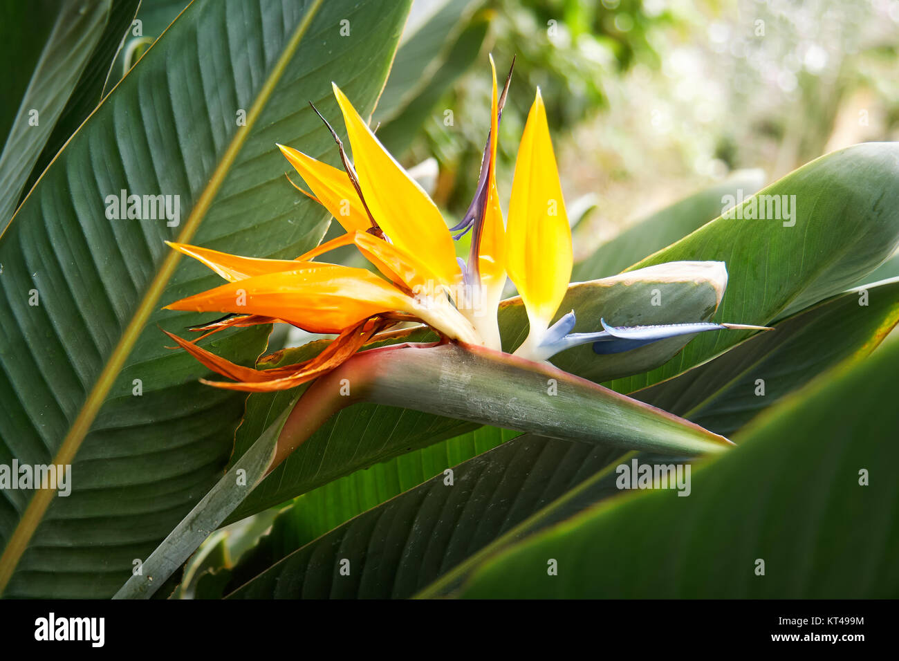 Strelitzia flower, Strelitzia reginae, also known as crane flower and ...