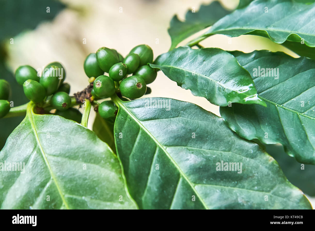 Arabian coffee tree coffea arabica hi-res stock photography and images ...