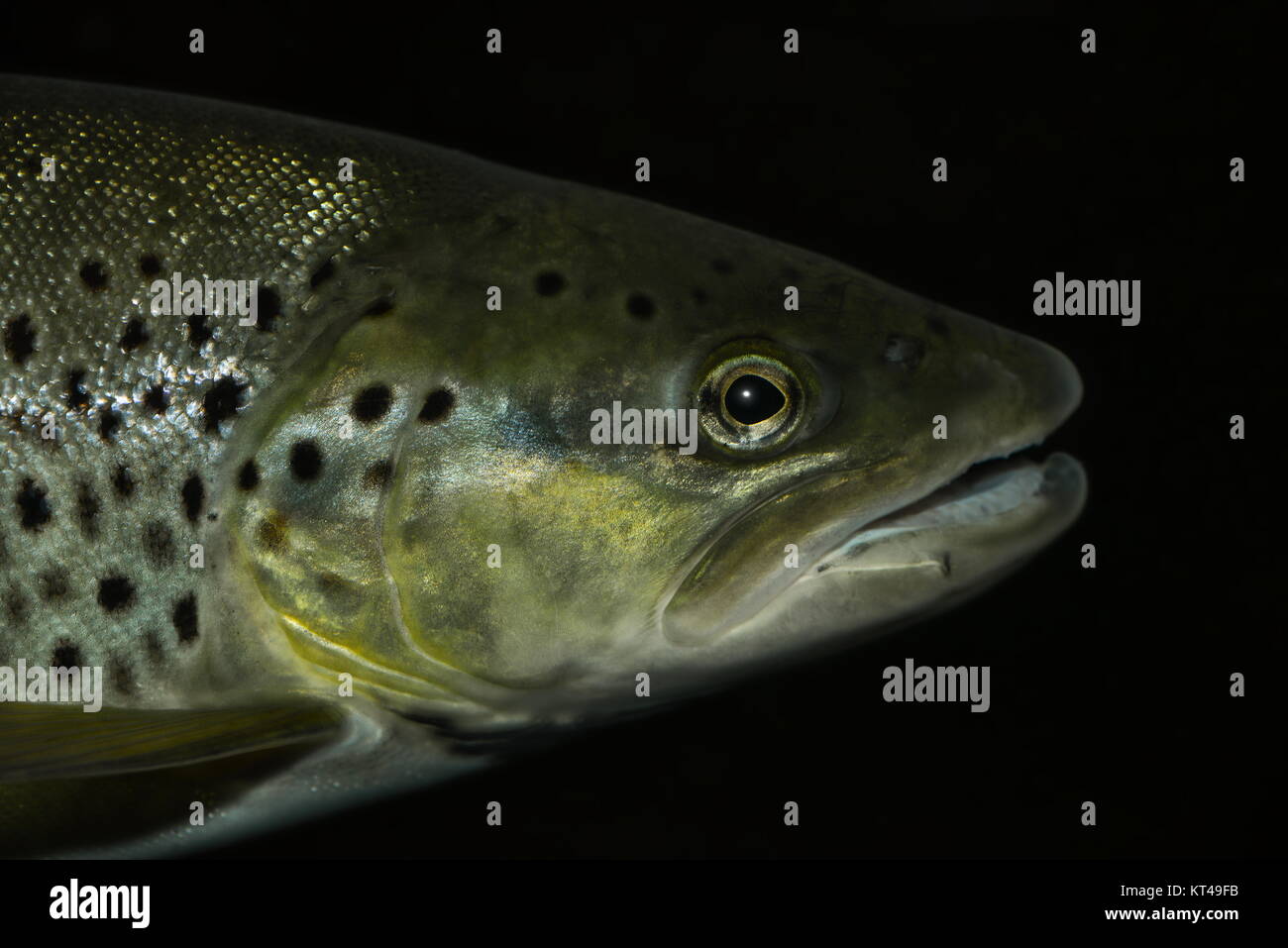 head of a brown trout Stock Photo - Alamy