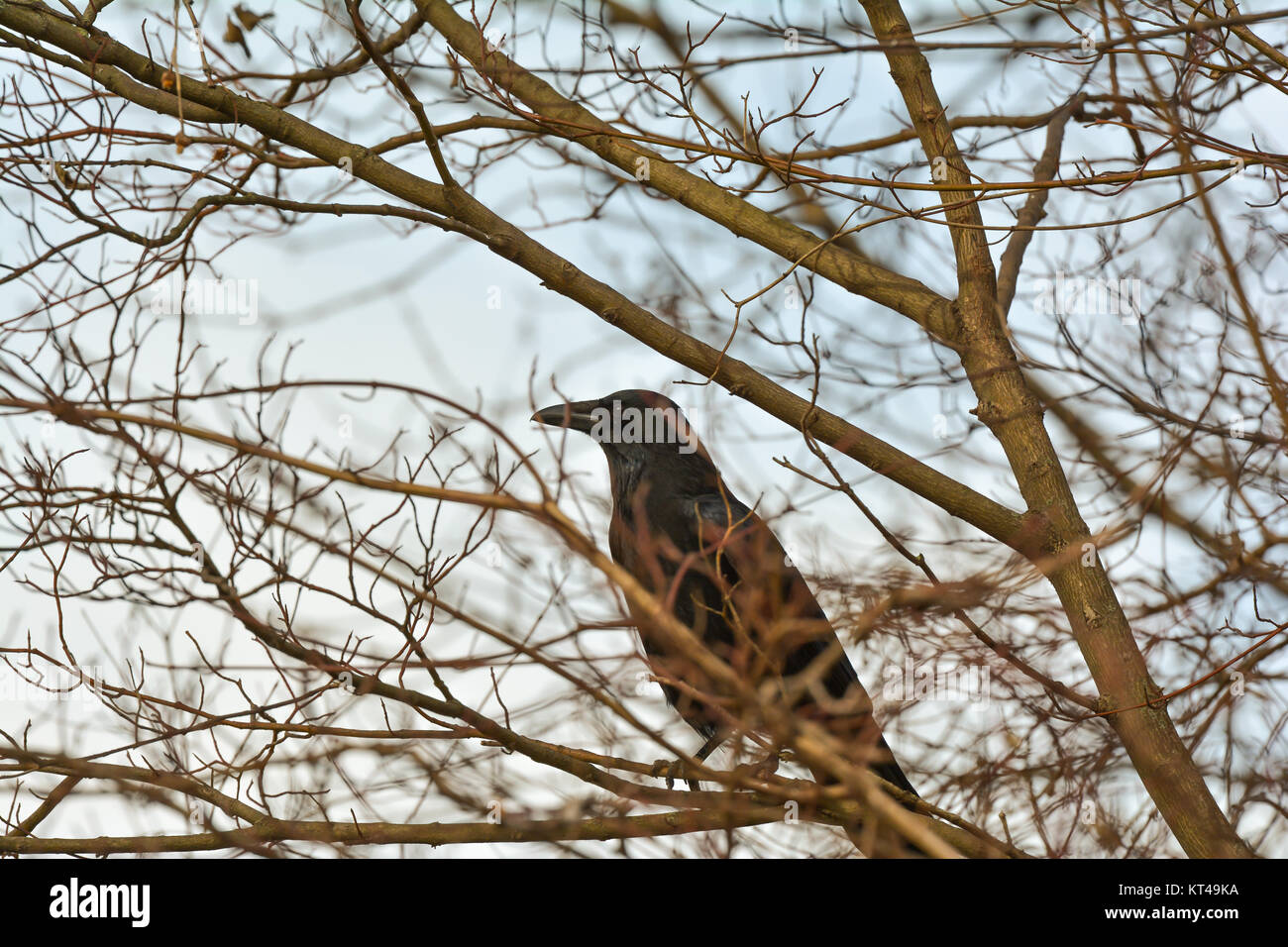 crow in the bald tree Stock Photo - Alamy