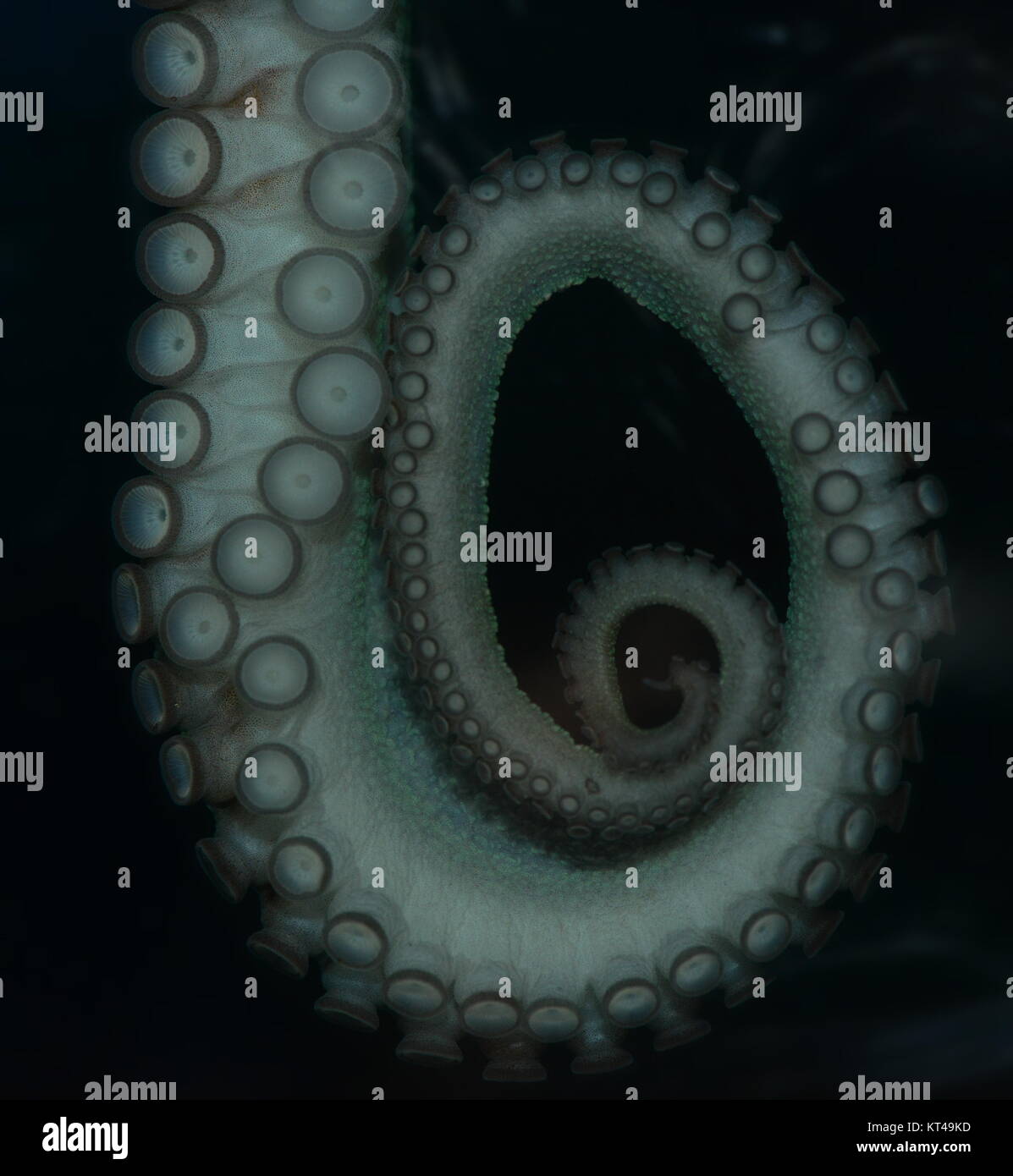 Octopus octopi octopoda hi-res stock photography and images - Alamy