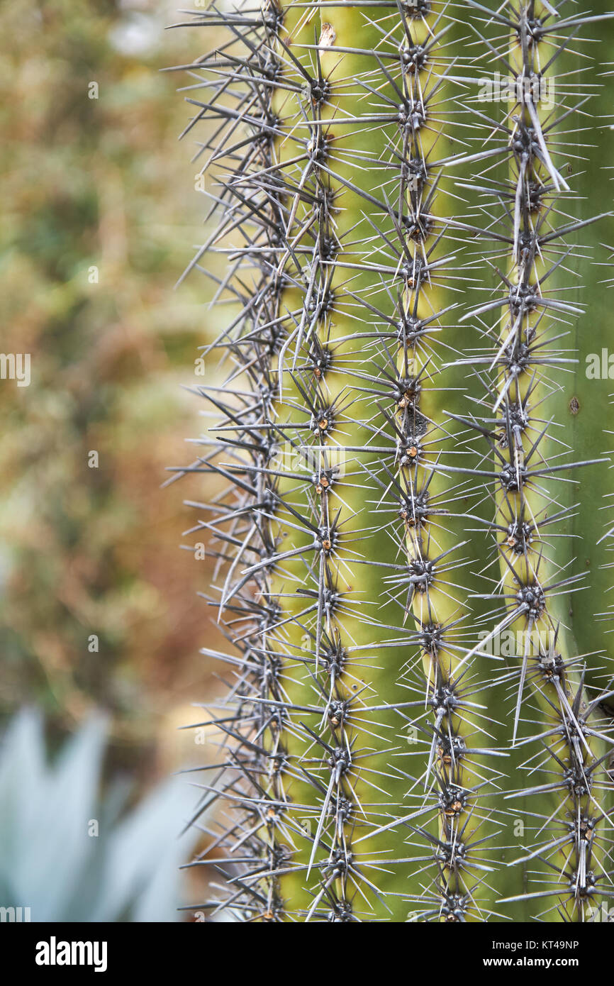 Close up shot cactus spikes hi-res stock photography and images - Alamy
