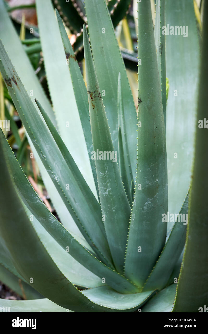 Cryptopoda baker hi-res stock photography and images - Alamy