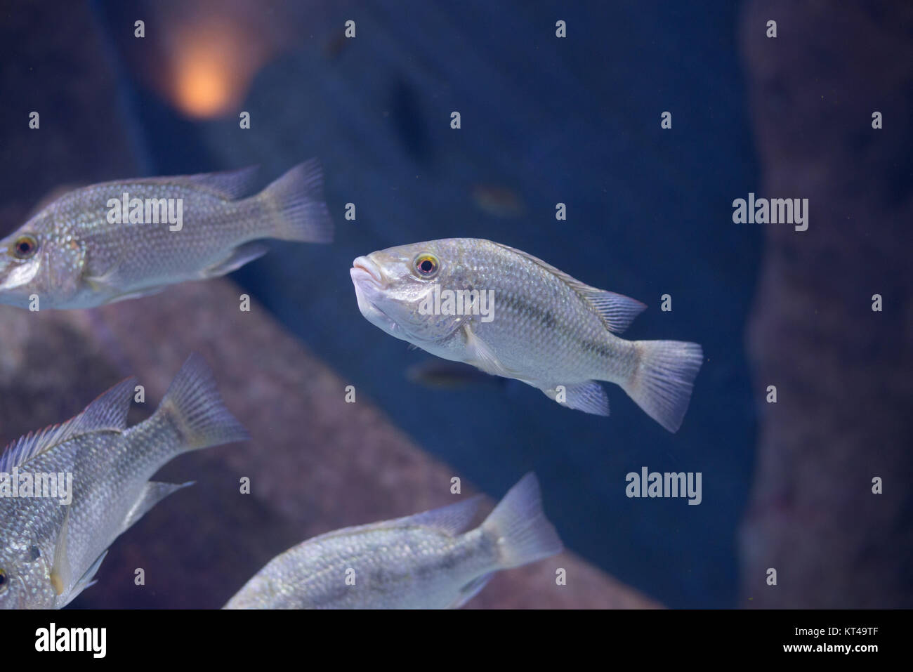 fish from Tanganika and Malawi lake Stock Photo - Alamy