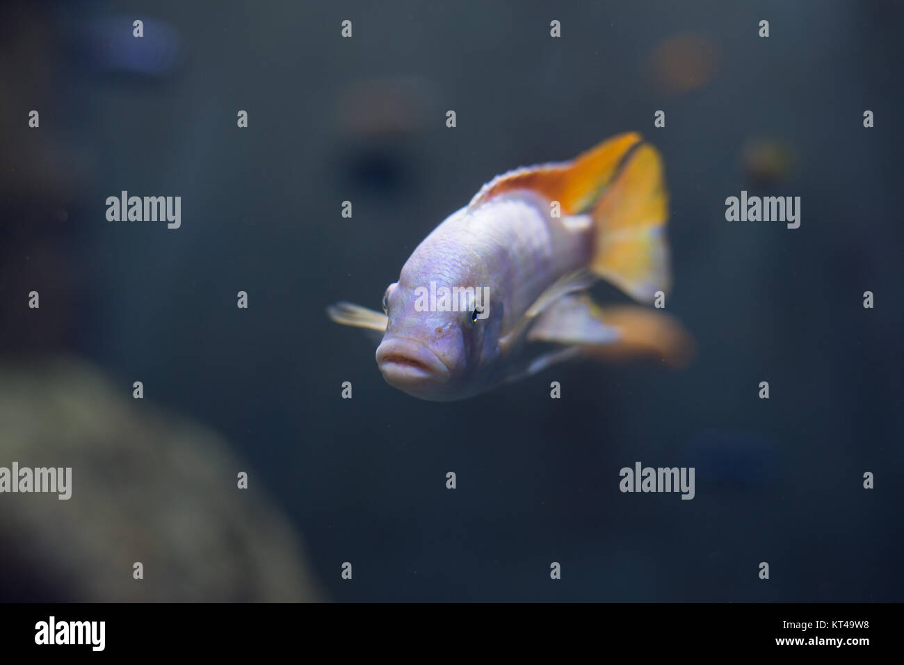 fish from Tanganika and Malawi lake Stock Photo - Alamy