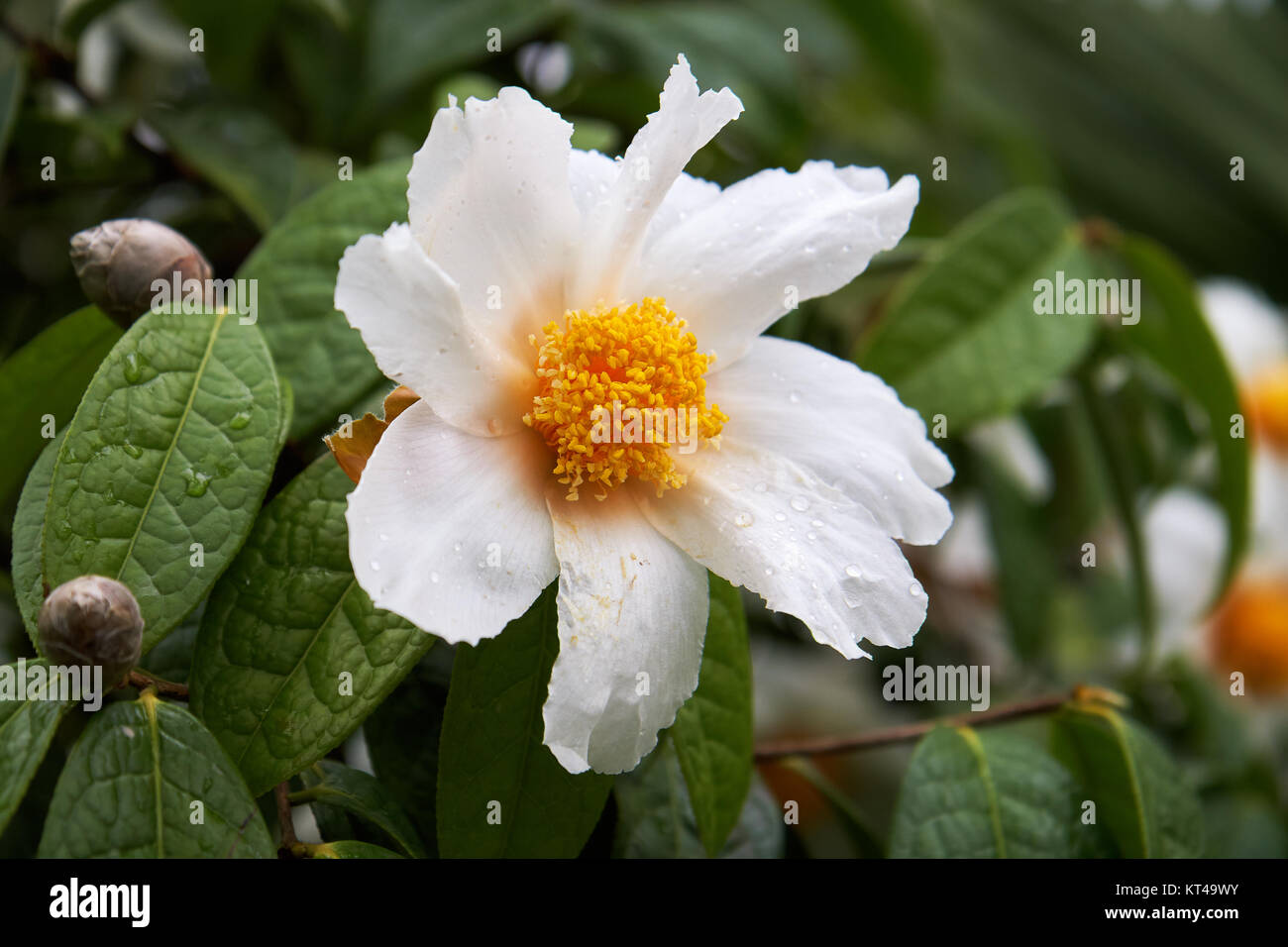 Camellia granthamiana flower, aslo known as Granthams camellia Stock ...