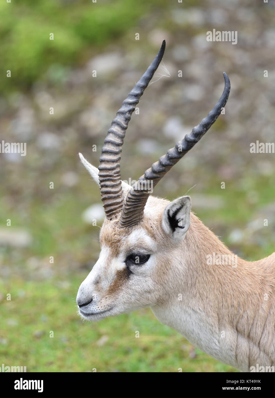 persian goiter gazelle Stock Photo - Alamy