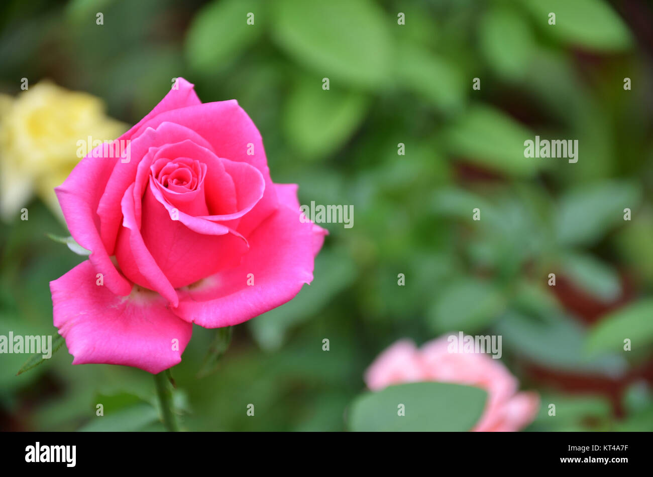 Pink rose in the garden Stock Photo - Alamy