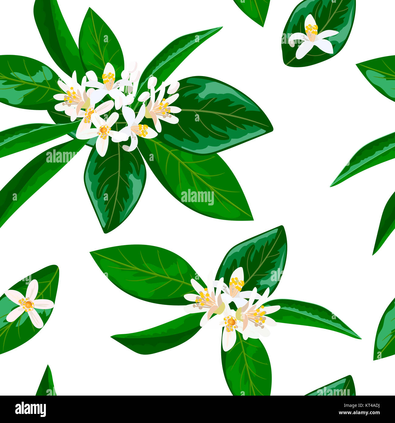 Neroli flower hi-res stock photography and images - Alamy