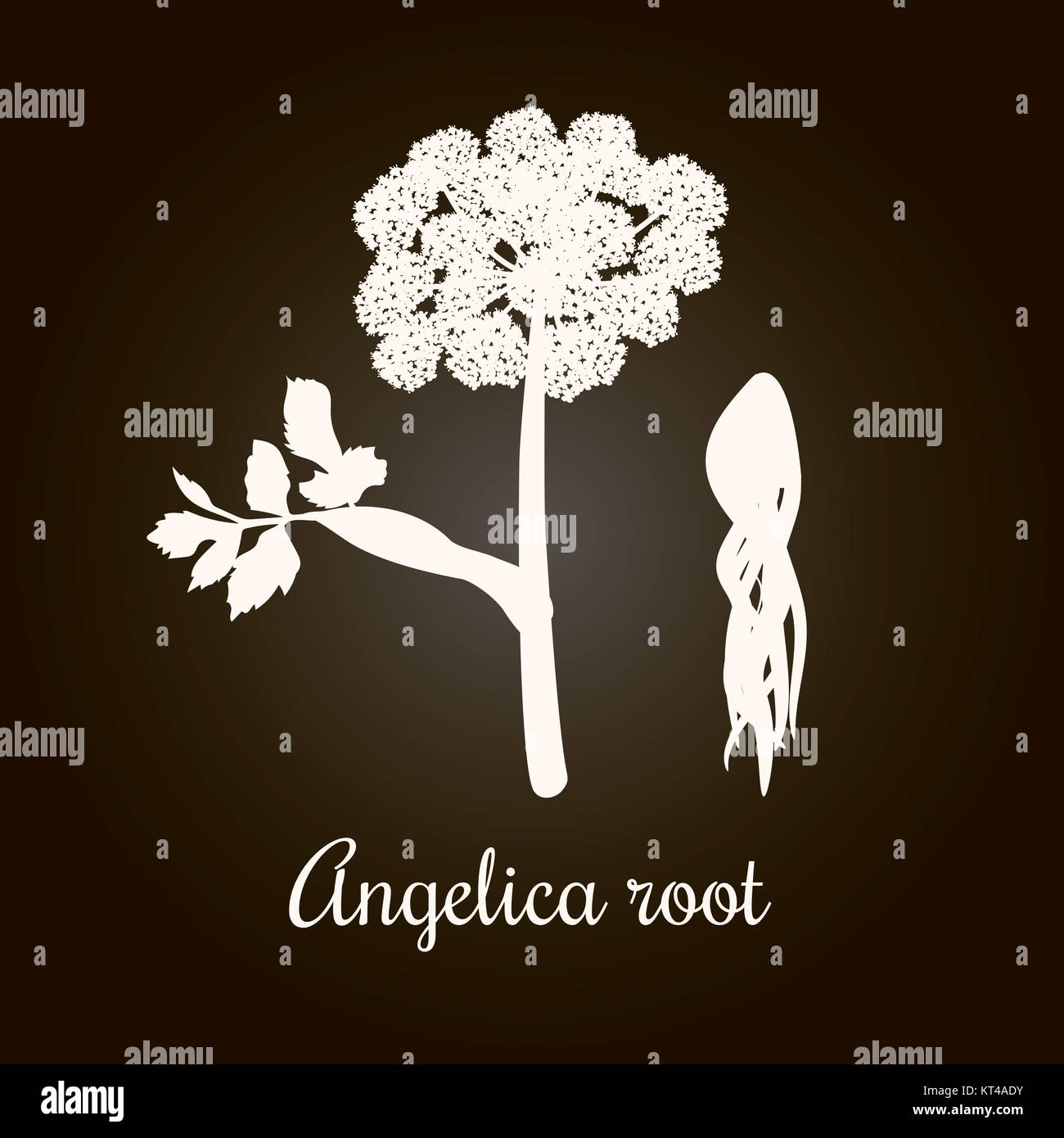 Angelica root illustration hi-res stock photography and images - Alamy