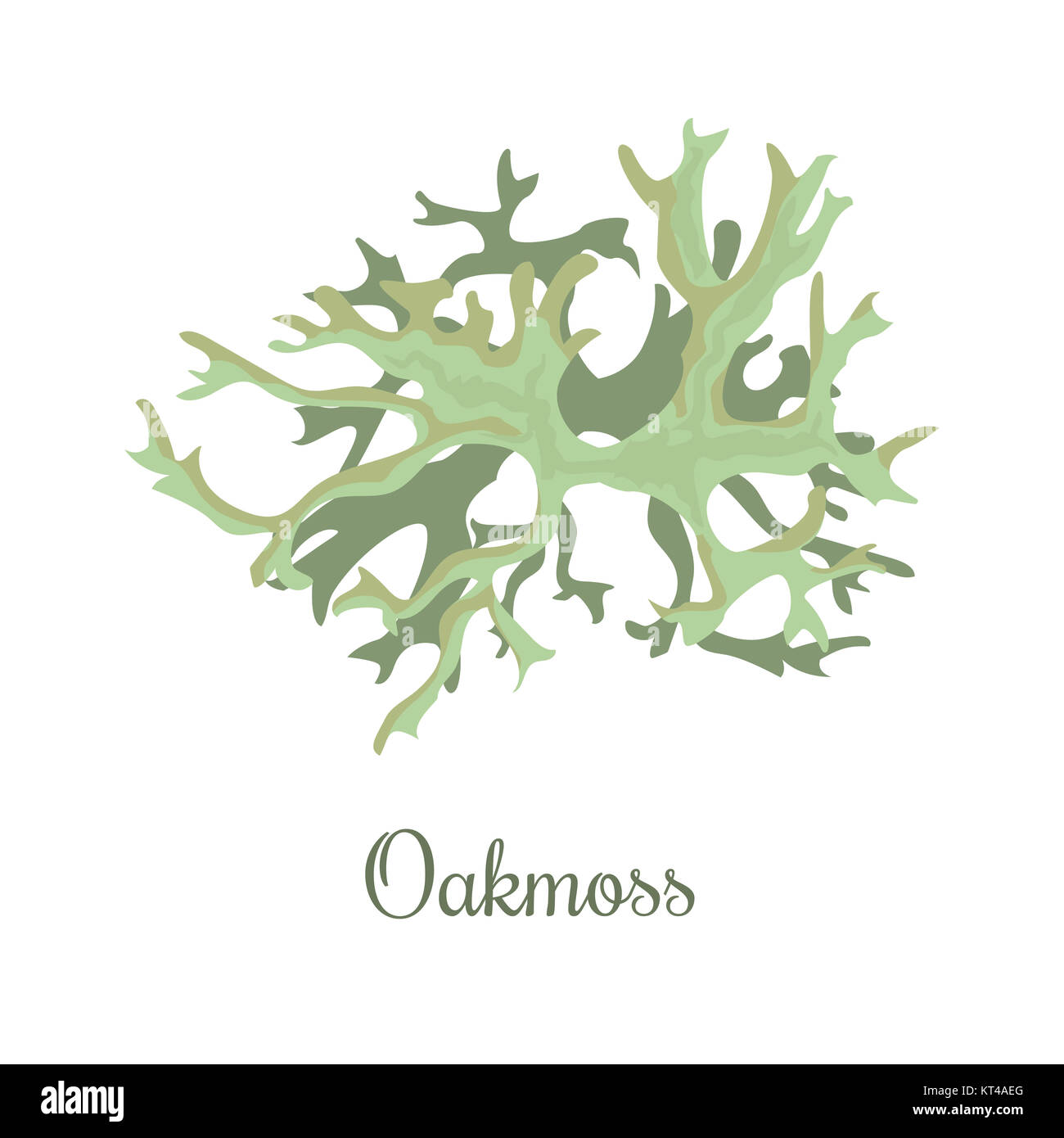 oakmoss or Evernia prunastri. lichen Stock Photo - Alamy