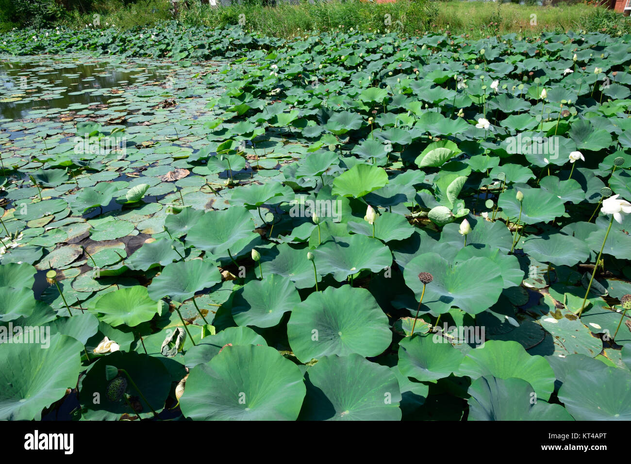 Pond with lotuses. Lotuses in the growing season. Decorative plants in ...