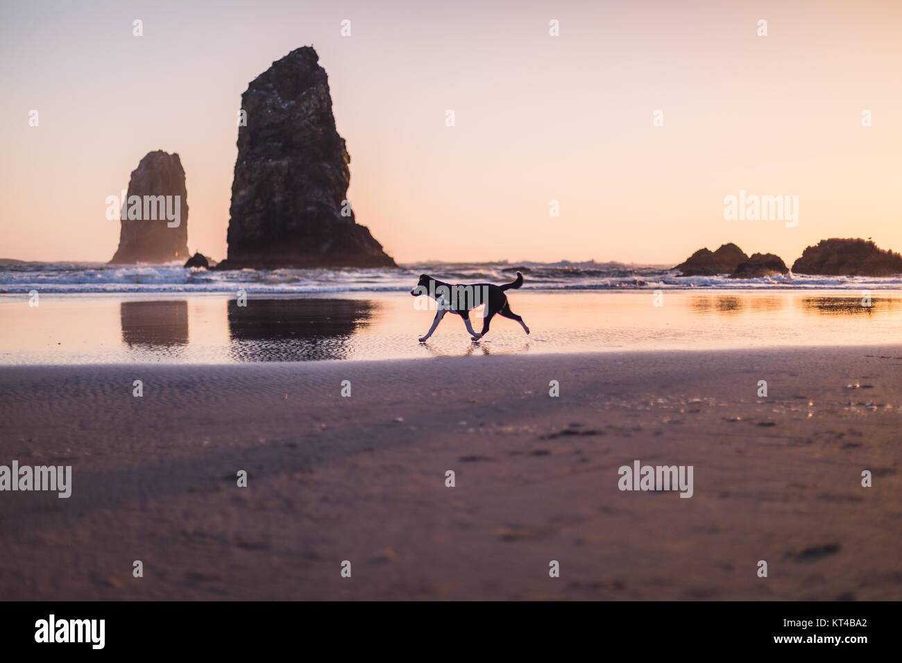 Dog running on the beach at sunset hi-res stock photography and images ...