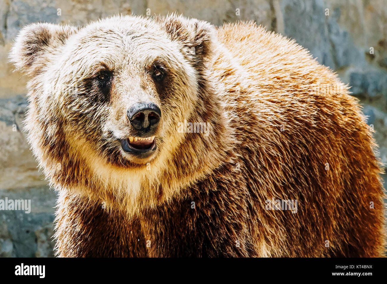 Brown Bear (Ursus Arctos) Portrait Stock Photo - Alamy