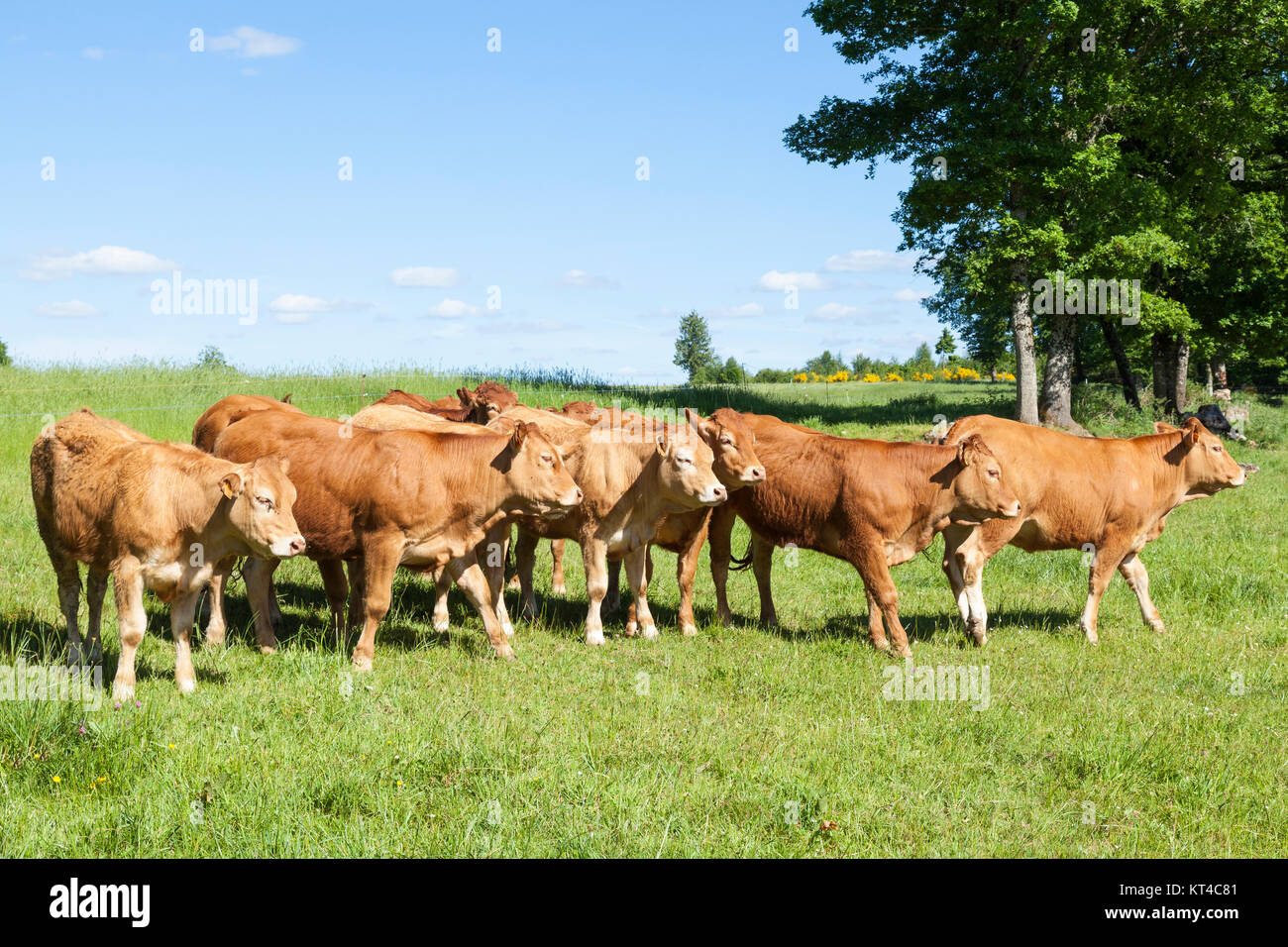 Herd of brown Limousin beef cattle, cows, steers in a lush green spring ...