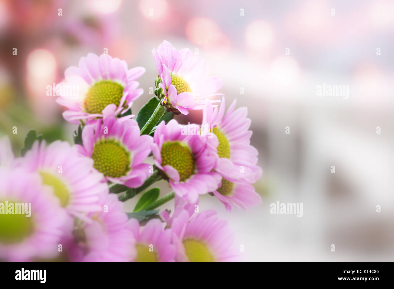 Fresh pink flowers in spring with bokeh Stock Photo - Alamy