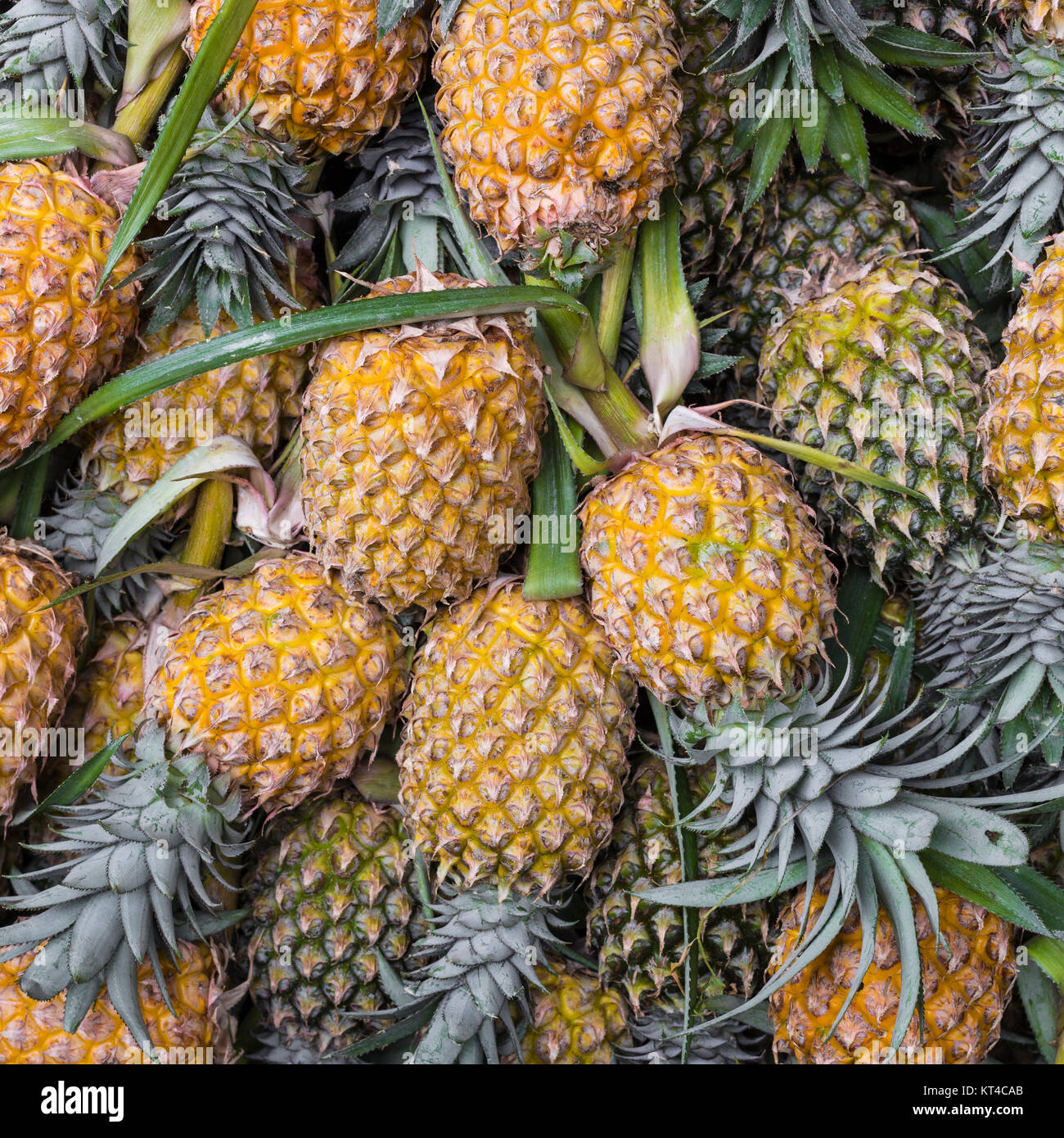 Fresh pineapple in local market in Kandy, Sri Lanka. Background Stock ...
