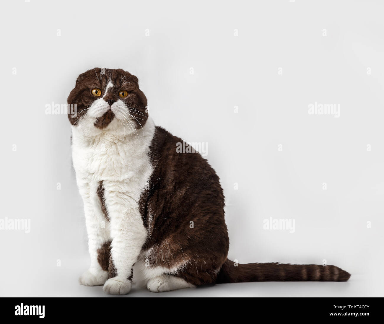 cat breed scottish fold Stock Photo - Alamy