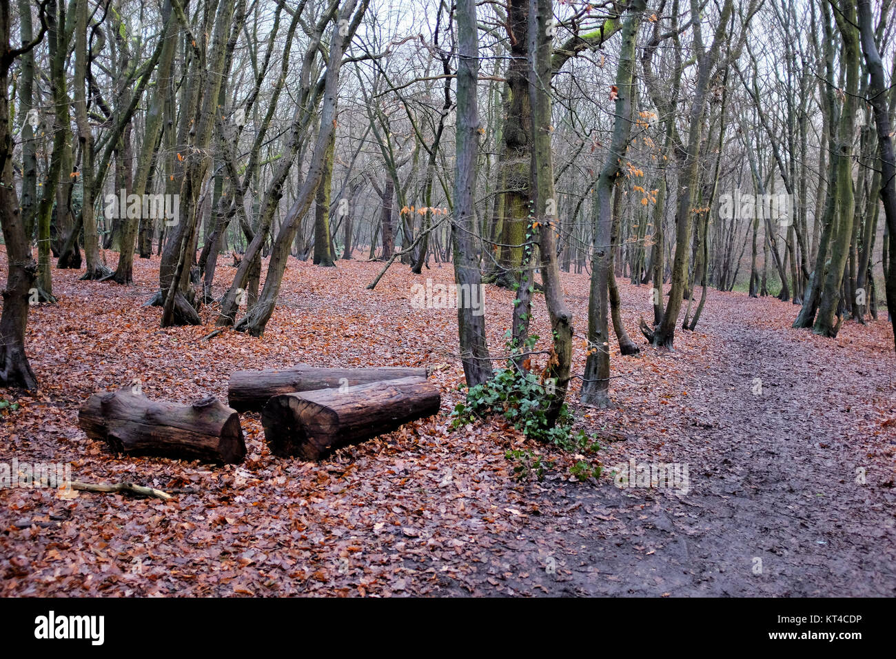 Coldfall Wood, an ancient woodland in East Finchley in North London ...