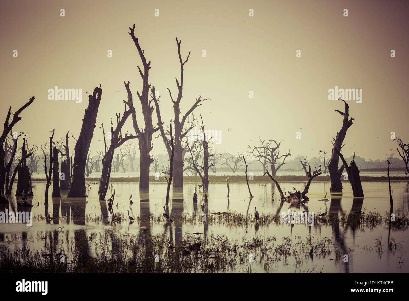 Wild landscape at morning time. Udawalawe National Park in Sri Lanka ...