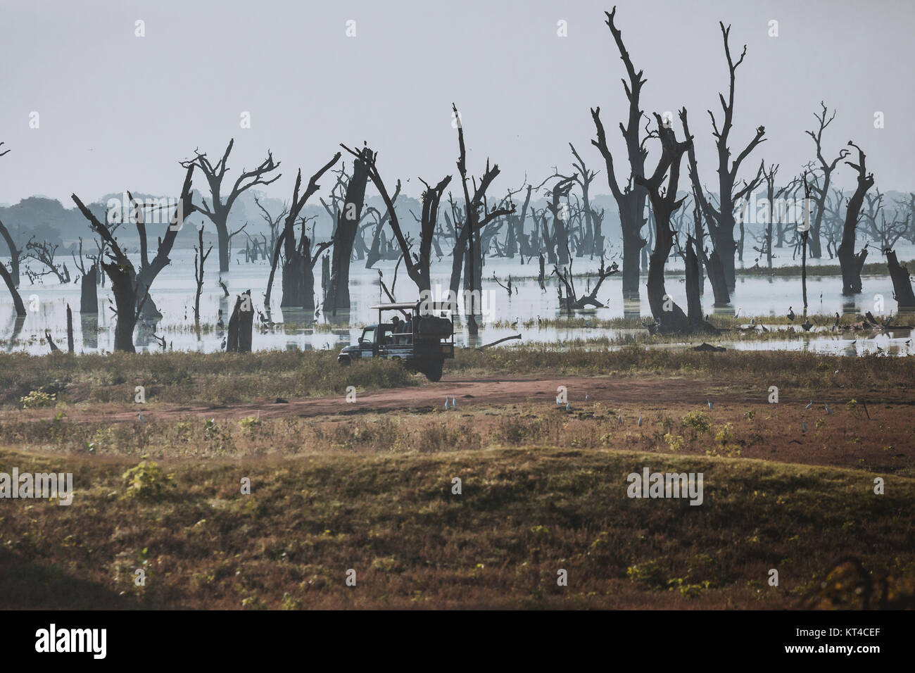 Wild landscape at morning time. Udawalawe National Park in Sri Lanka ...