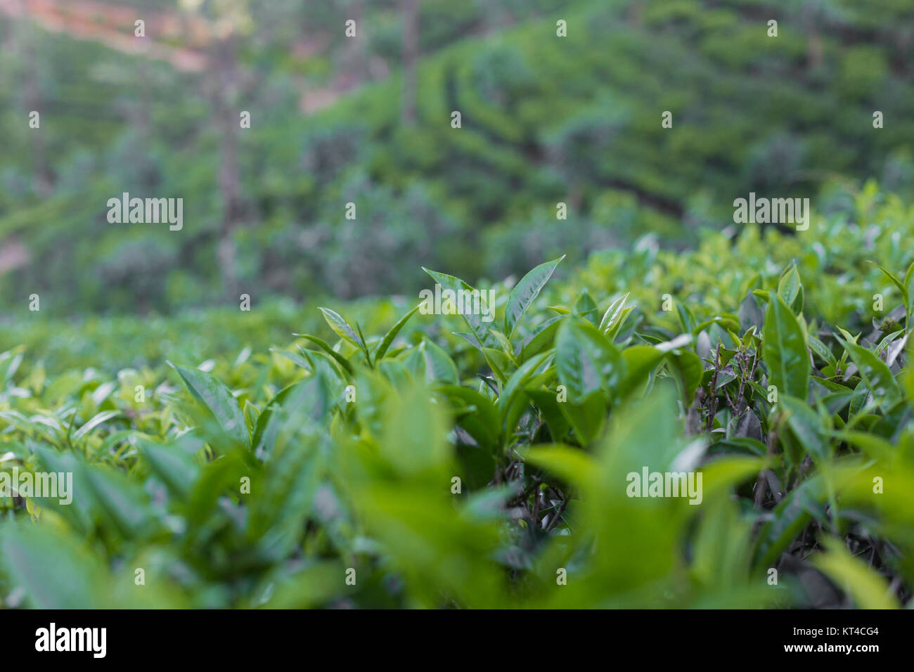 Tea plantation in sunset time. Nature background Stock Photo - Alamy