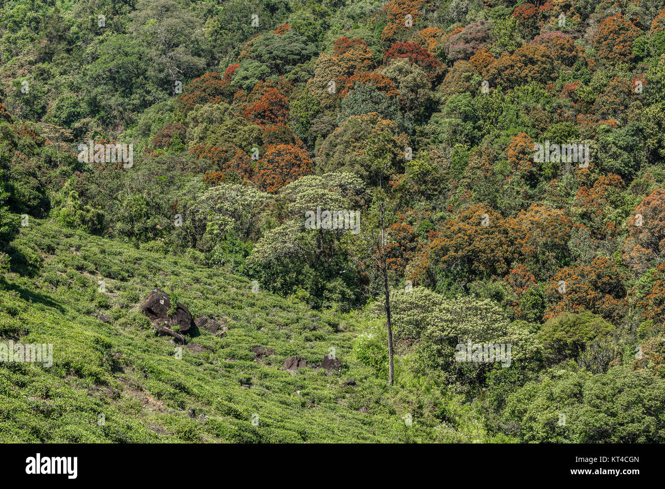 Deep forest top view, Sri lanka Stock Photo - Alamy