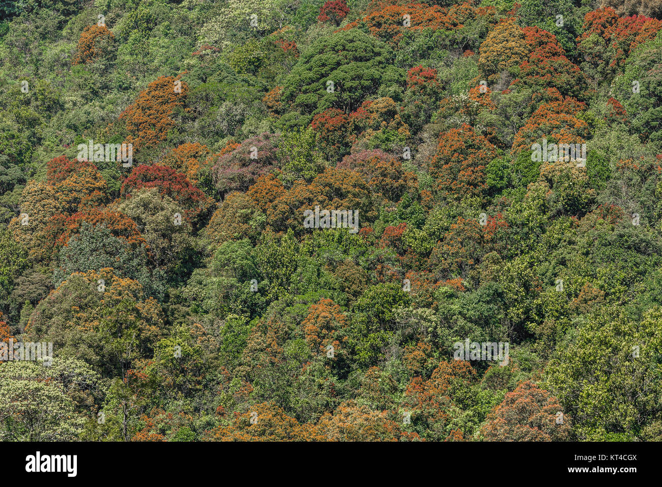 Deep forest top view, Sri lanka Stock Photo - Alamy