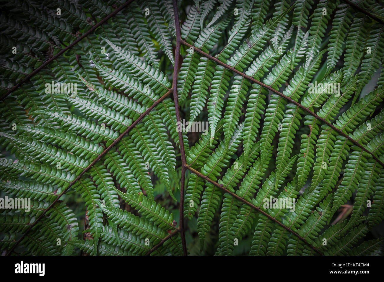 Stalk structure hi-res stock photography and images - Alamy