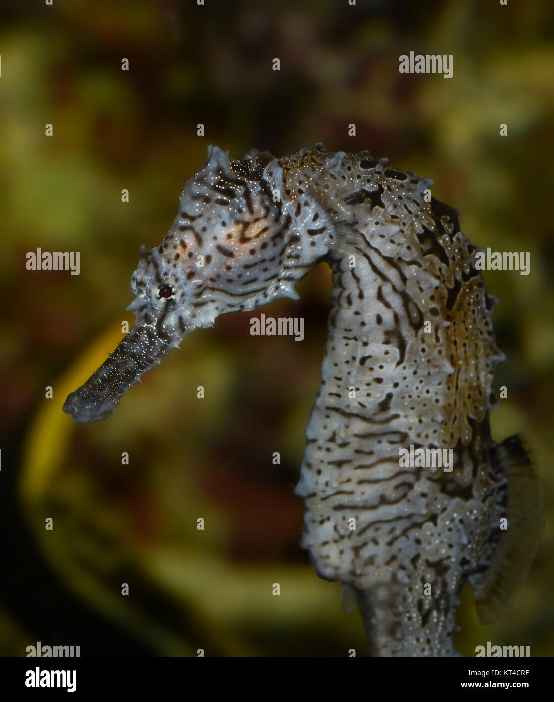 Percomorphaceae hi-res stock photography and images - Alamy