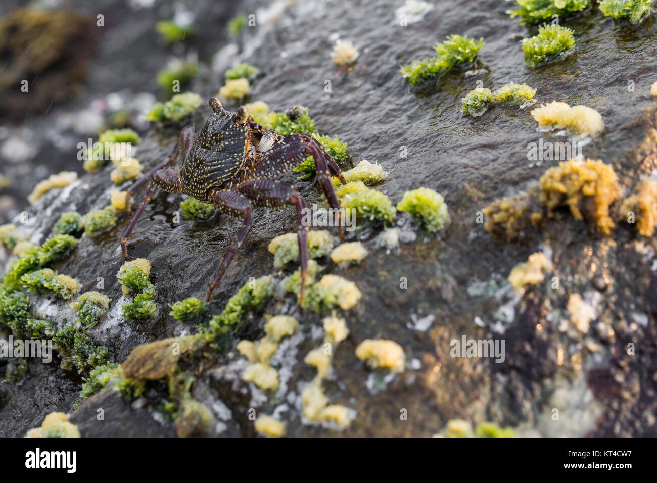 Detail of rocks on a coast. Texture of cliffs with a sea-shell crab ...