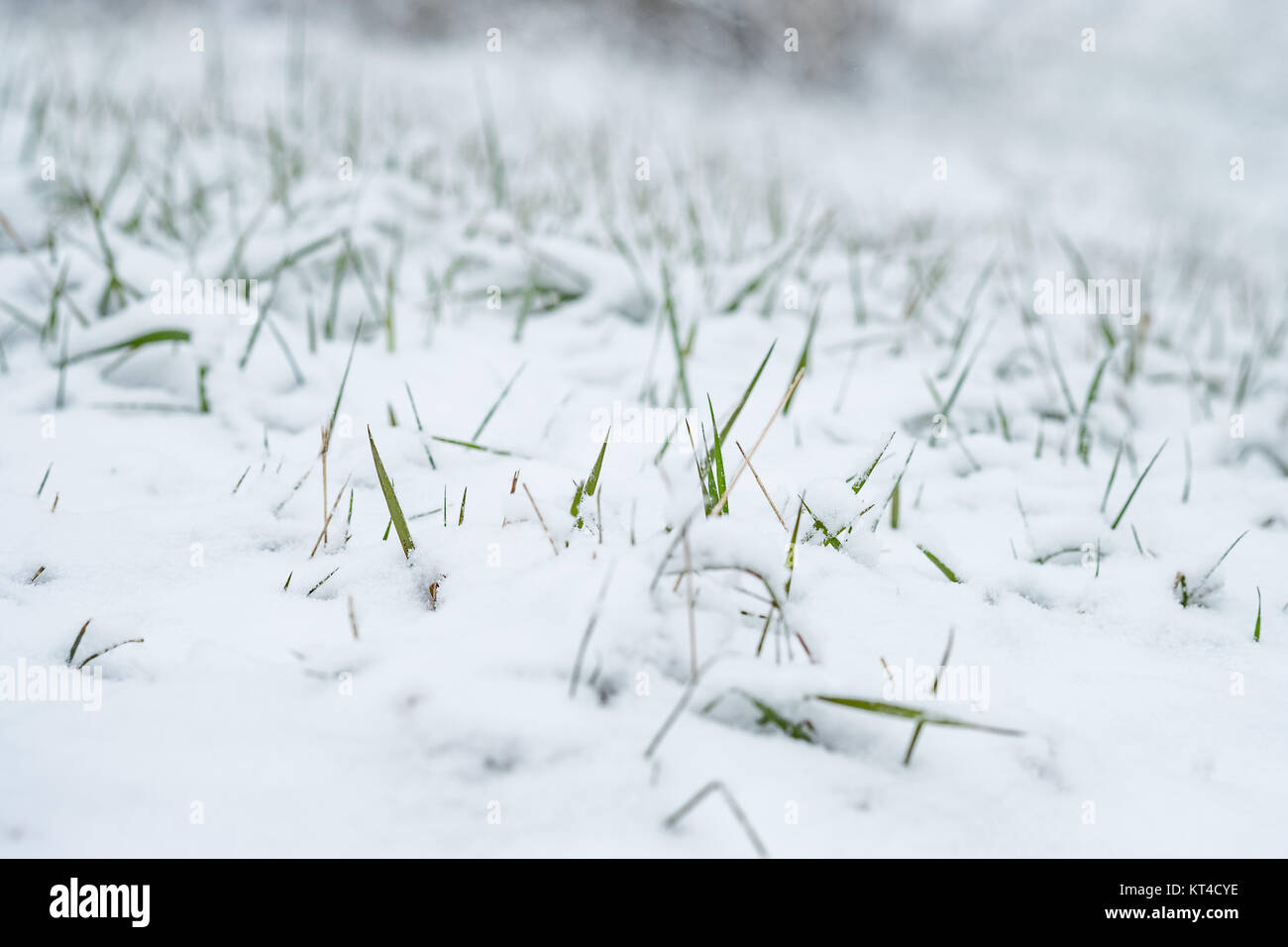 green grass in the snow Stock Photo - Alamy