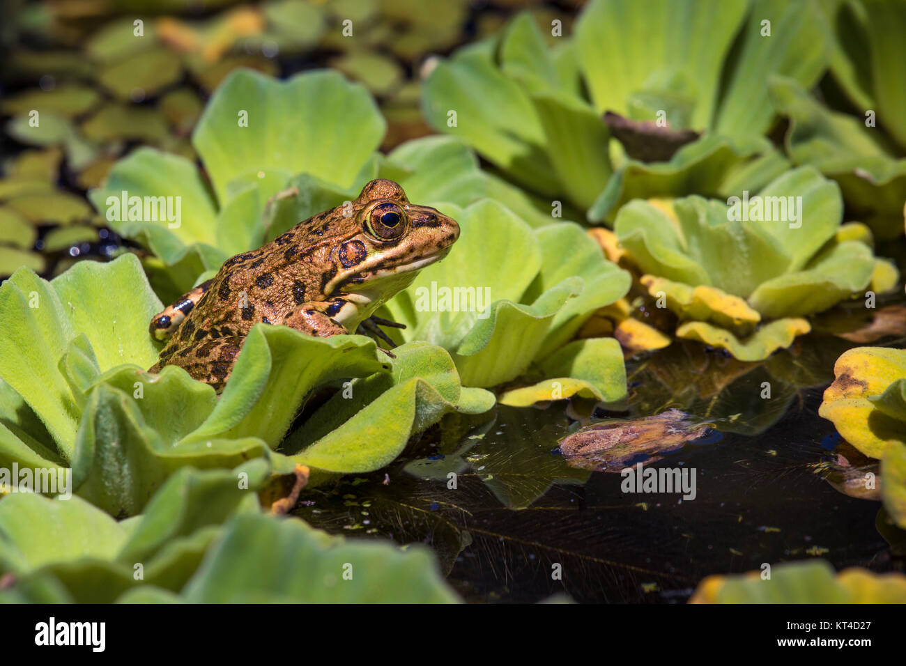 Green Frog in a wetland Stock Photo - Alamy