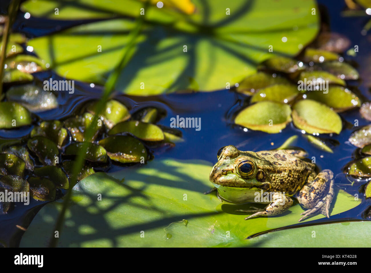 Green Frog in a wetland Stock Photo - Alamy