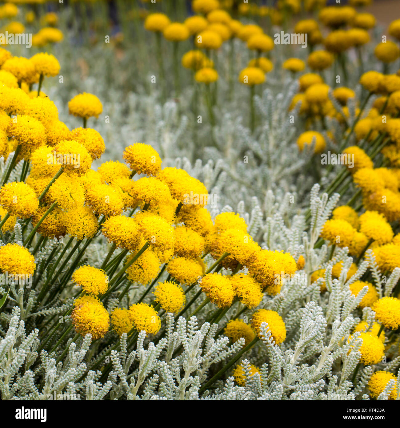 Flower of the Canary Islands Stock Photo - Alamy