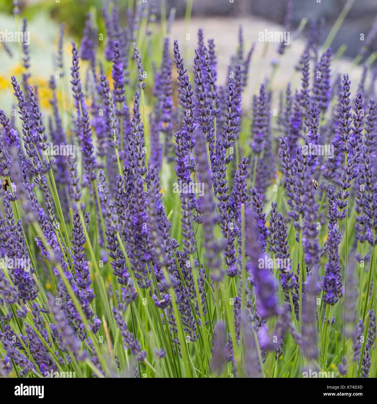 Lavender flower close up Stock Photo - Alamy