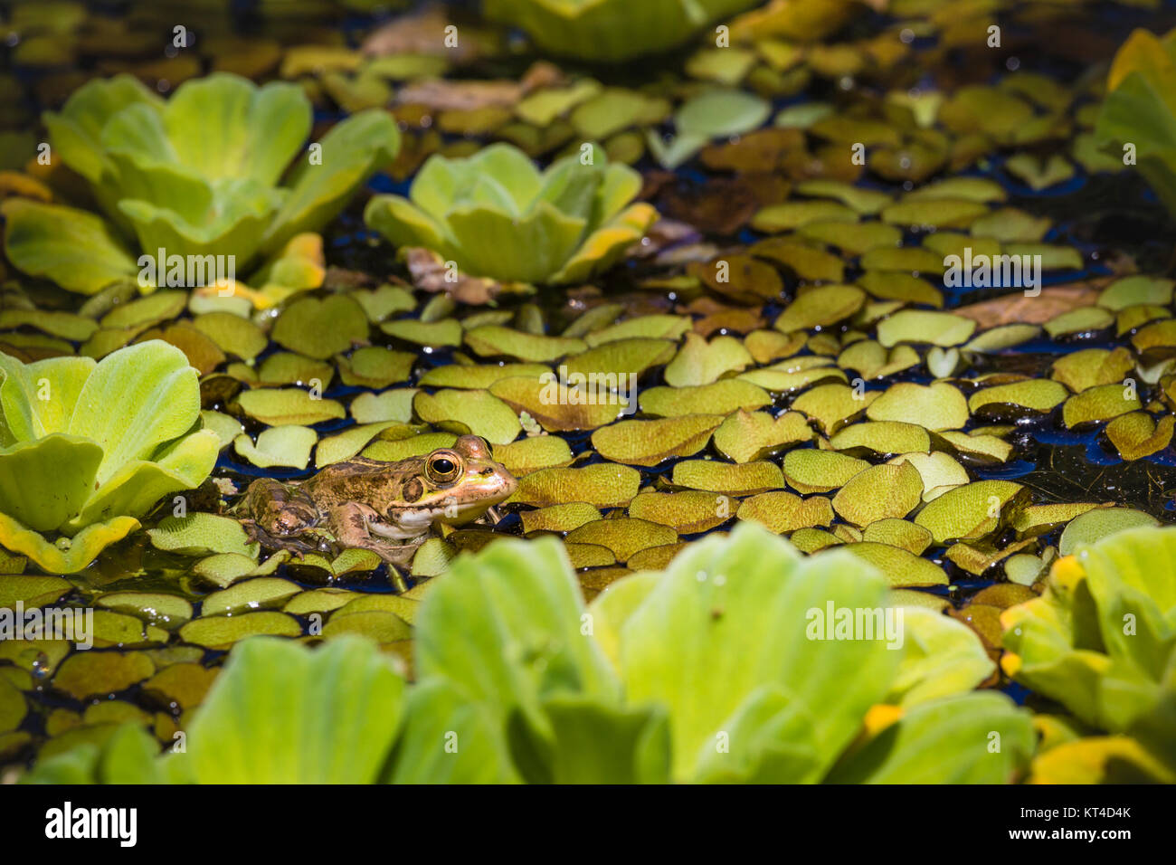 Green Frog in a wetland Stock Photo - Alamy