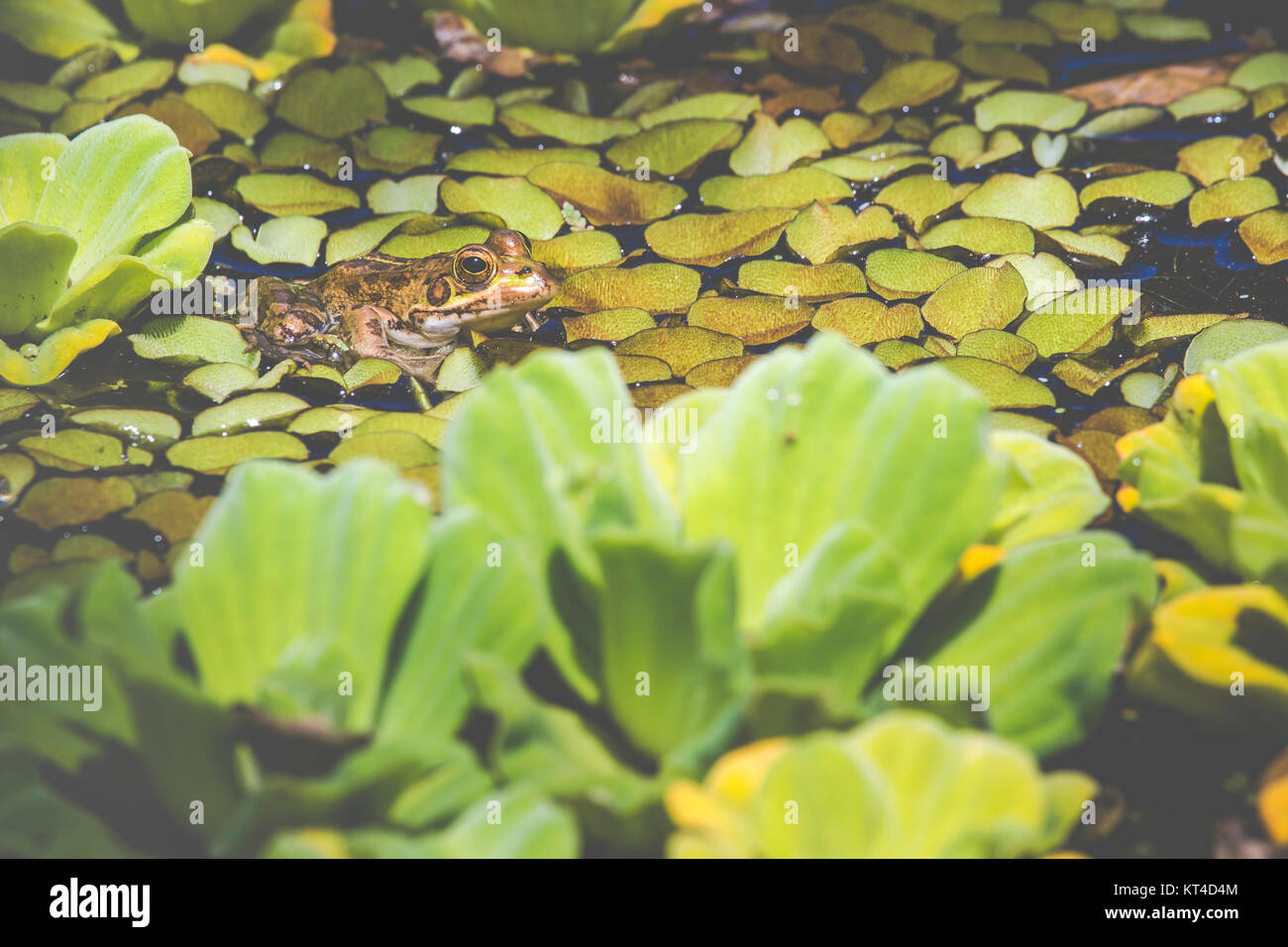Green Frog in a wetland Stock Photo - Alamy
