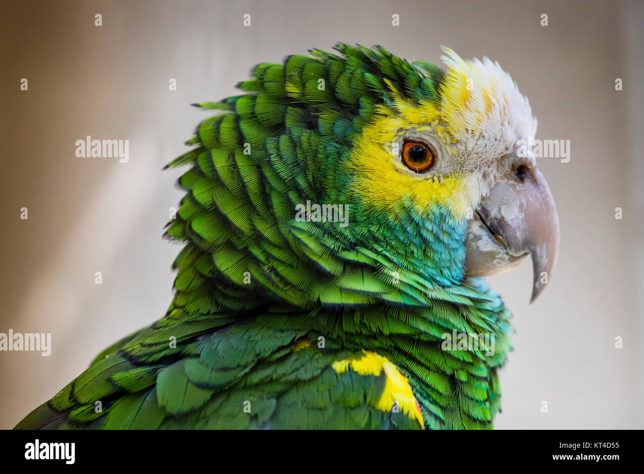 Green bird plumage, Harlequin Macaw feathers, nature texture background ...