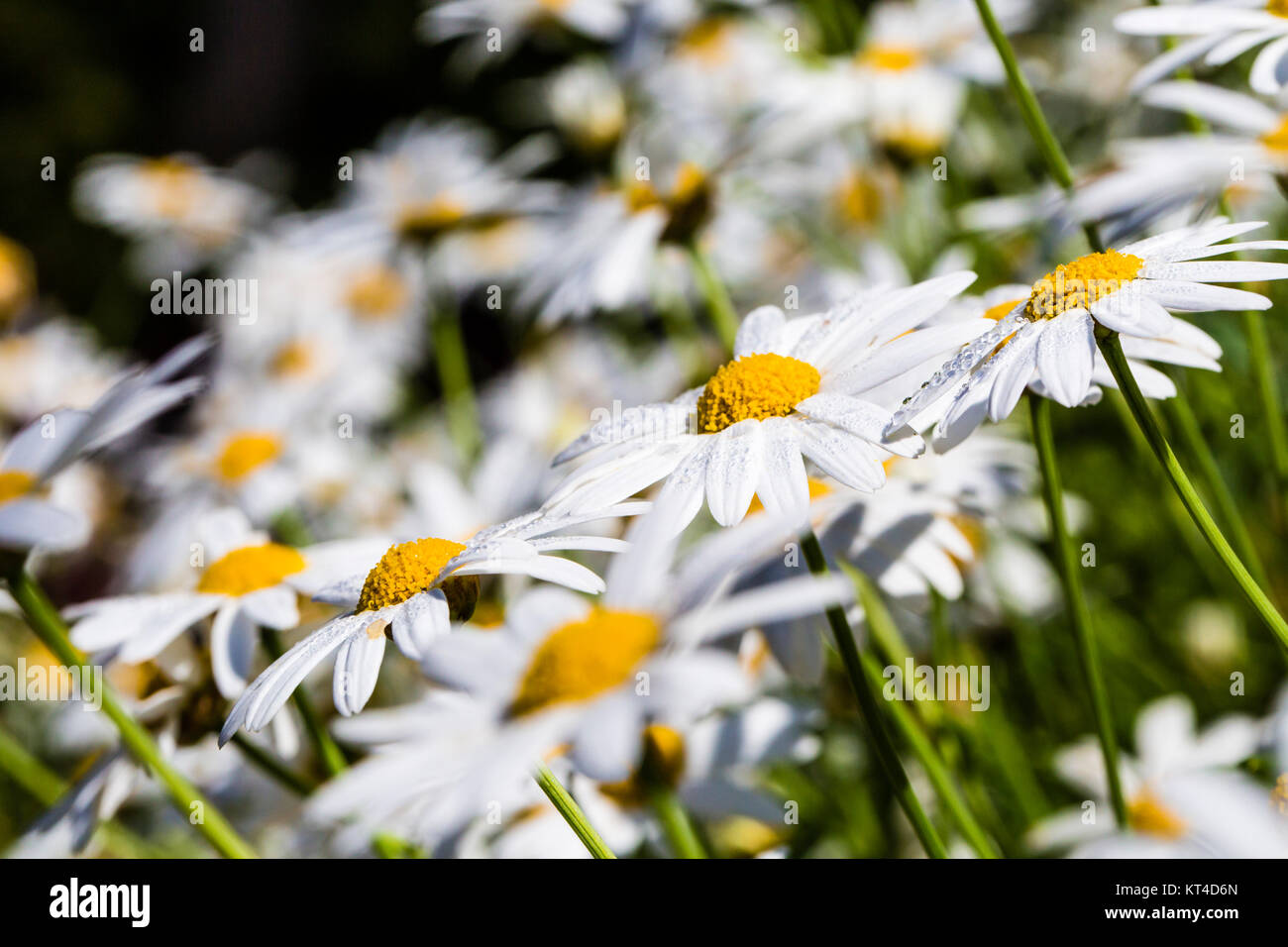 Beautiful wild flowers Stock Photo - Alamy