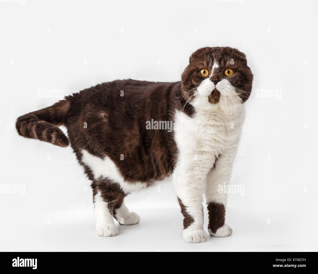 cat breed scottish fold Stock Photo - Alamy