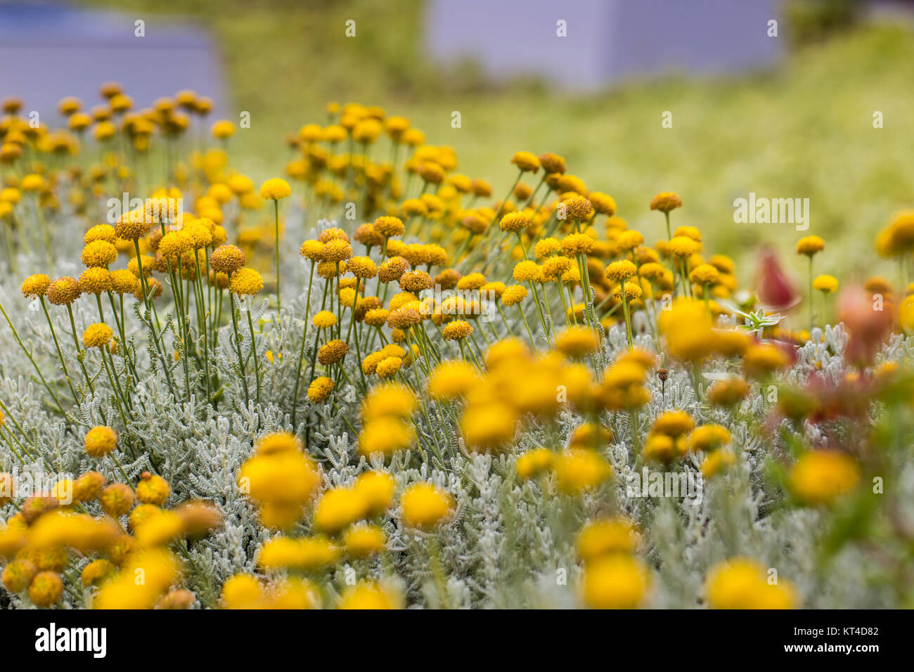 Flower of the Canary Islands Stock Photo - Alamy