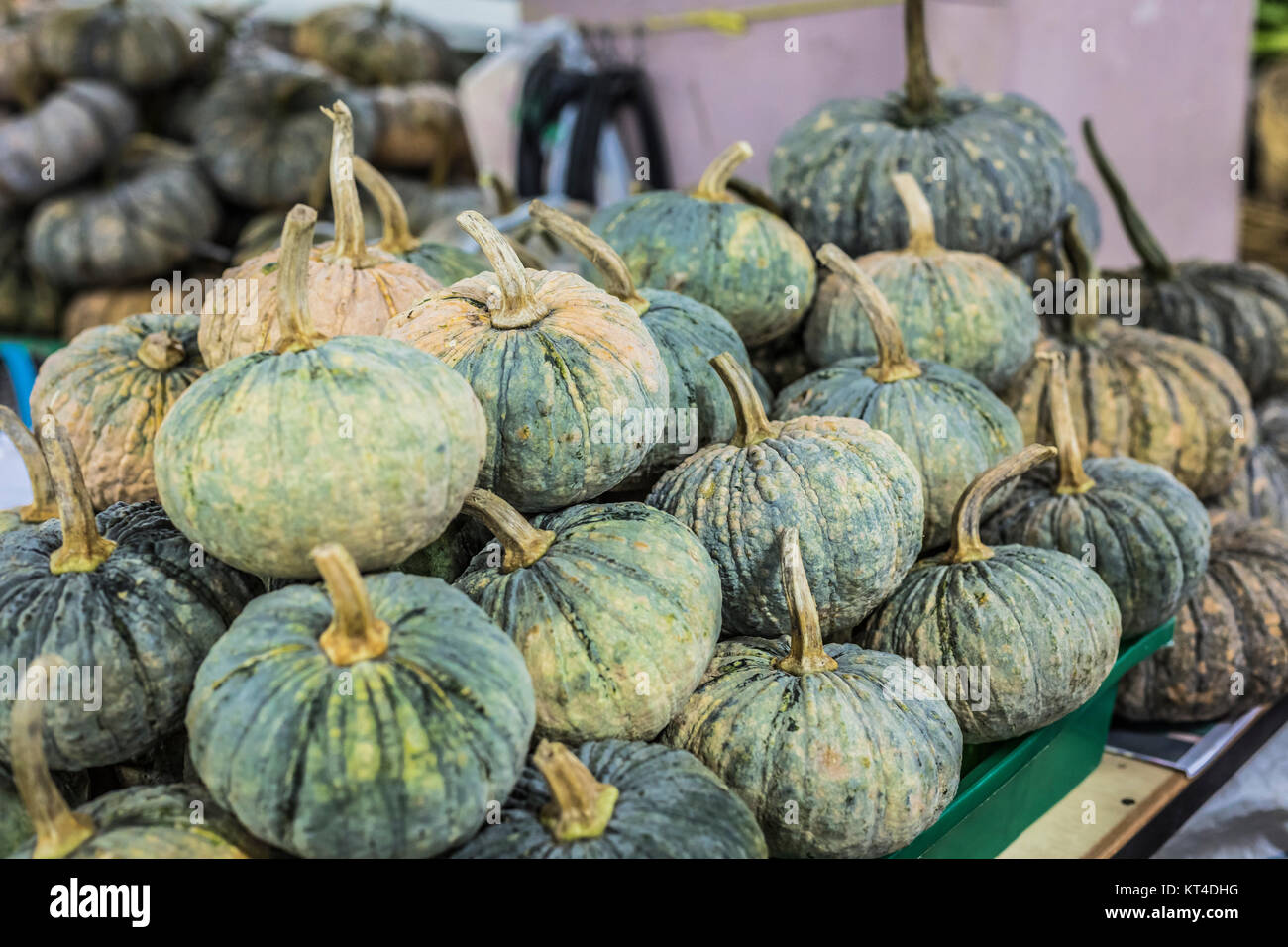 Squash fruits, Cucurbita sp., Family Cucurbitaceae, Central of Thailand ...