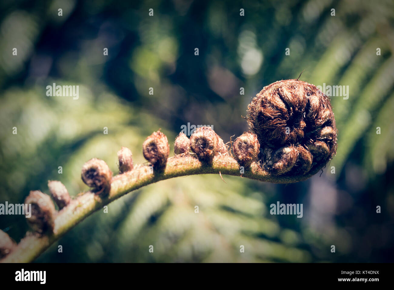 Unravelling fern frond closeup, one of New Zealand symbols Stock Photo ...