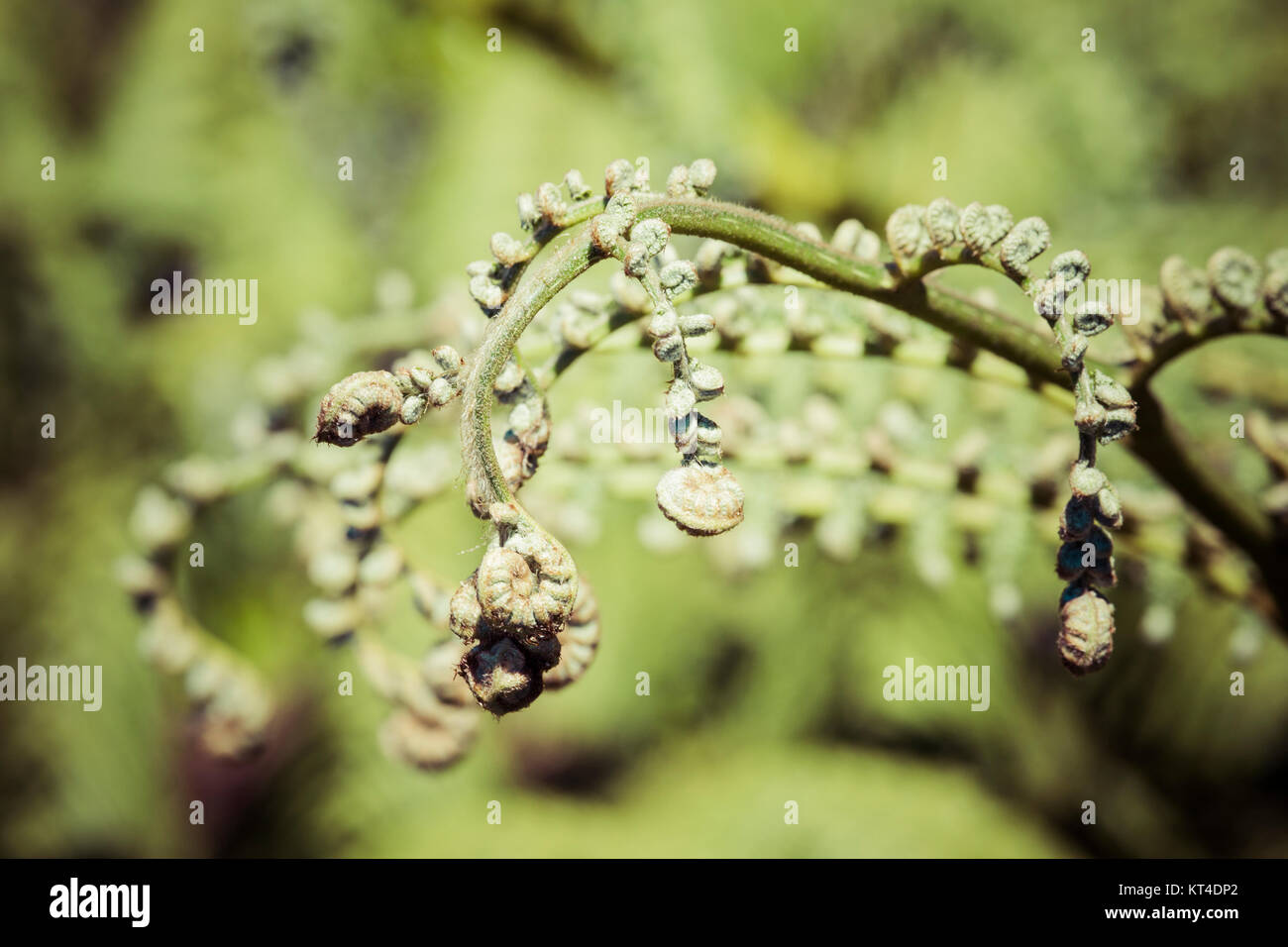 Unravelling fern frond closeup, one of New Zealand symbols Stock Photo ...