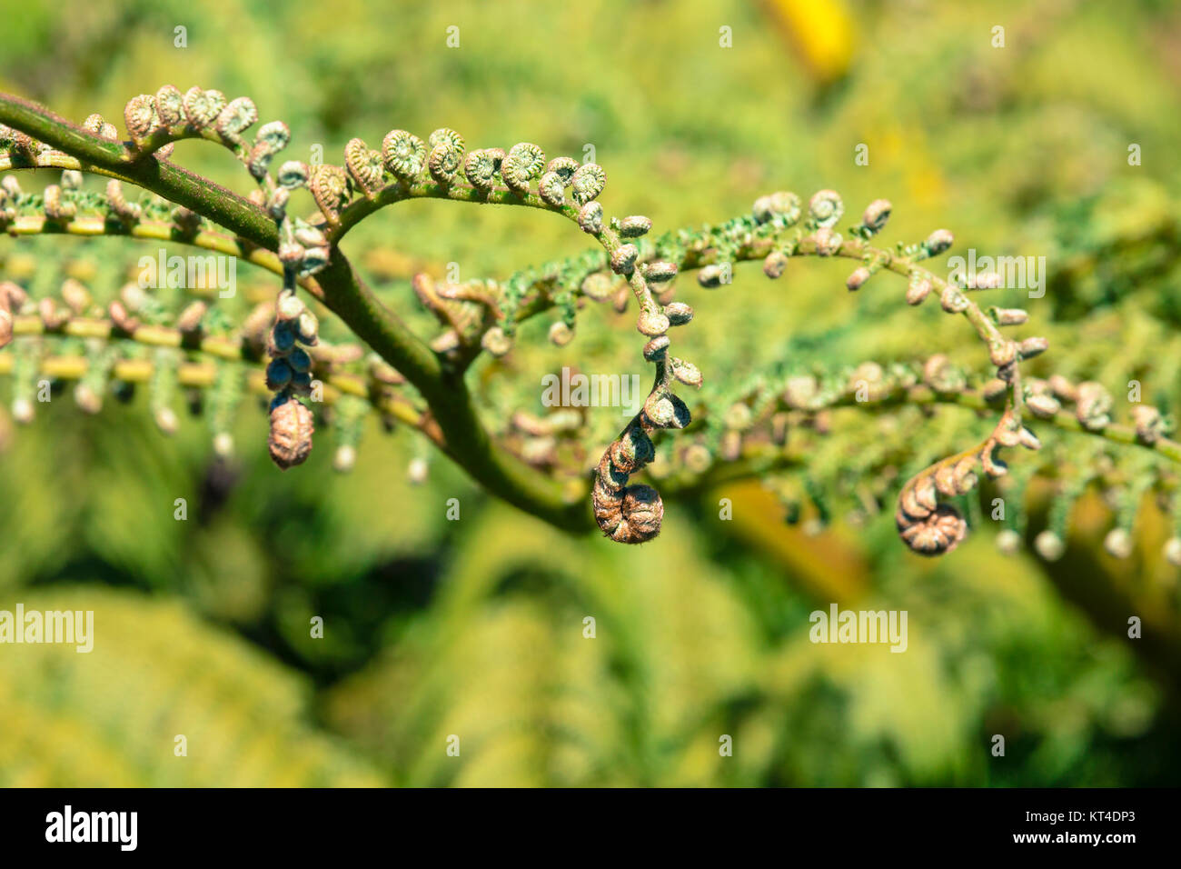 Unravelling fern frond closeup, one of New Zealand symbols Stock Photo ...