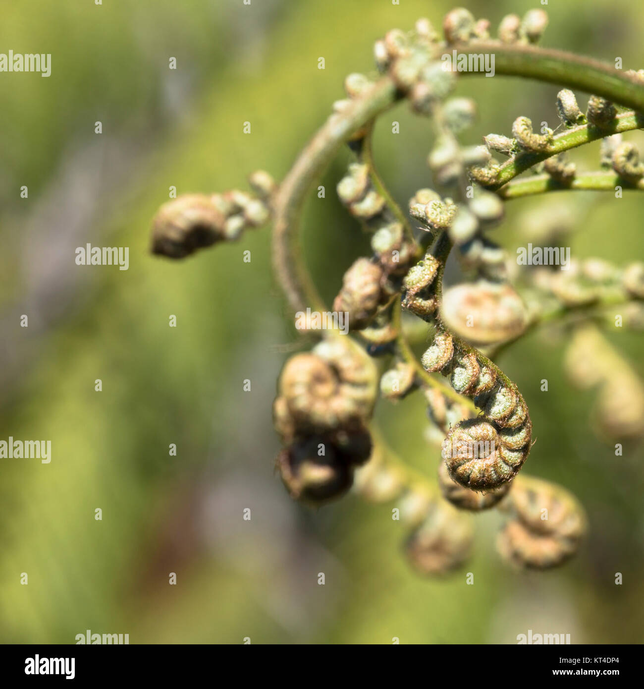 Unravelling fern frond closeup, one of New Zealand symbols Stock Photo ...