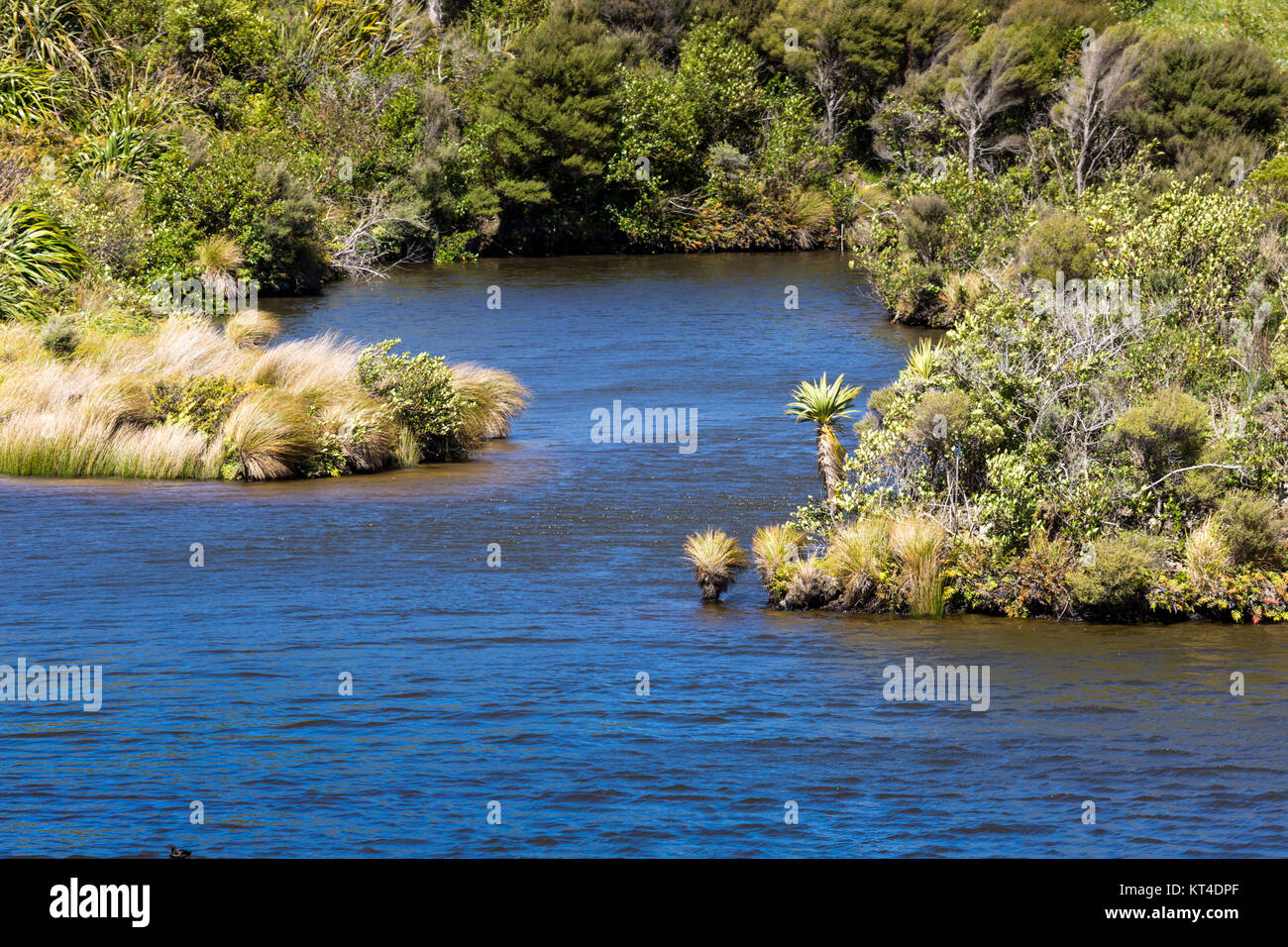The New Zealand native bush and lake Stock Photo - Alamy