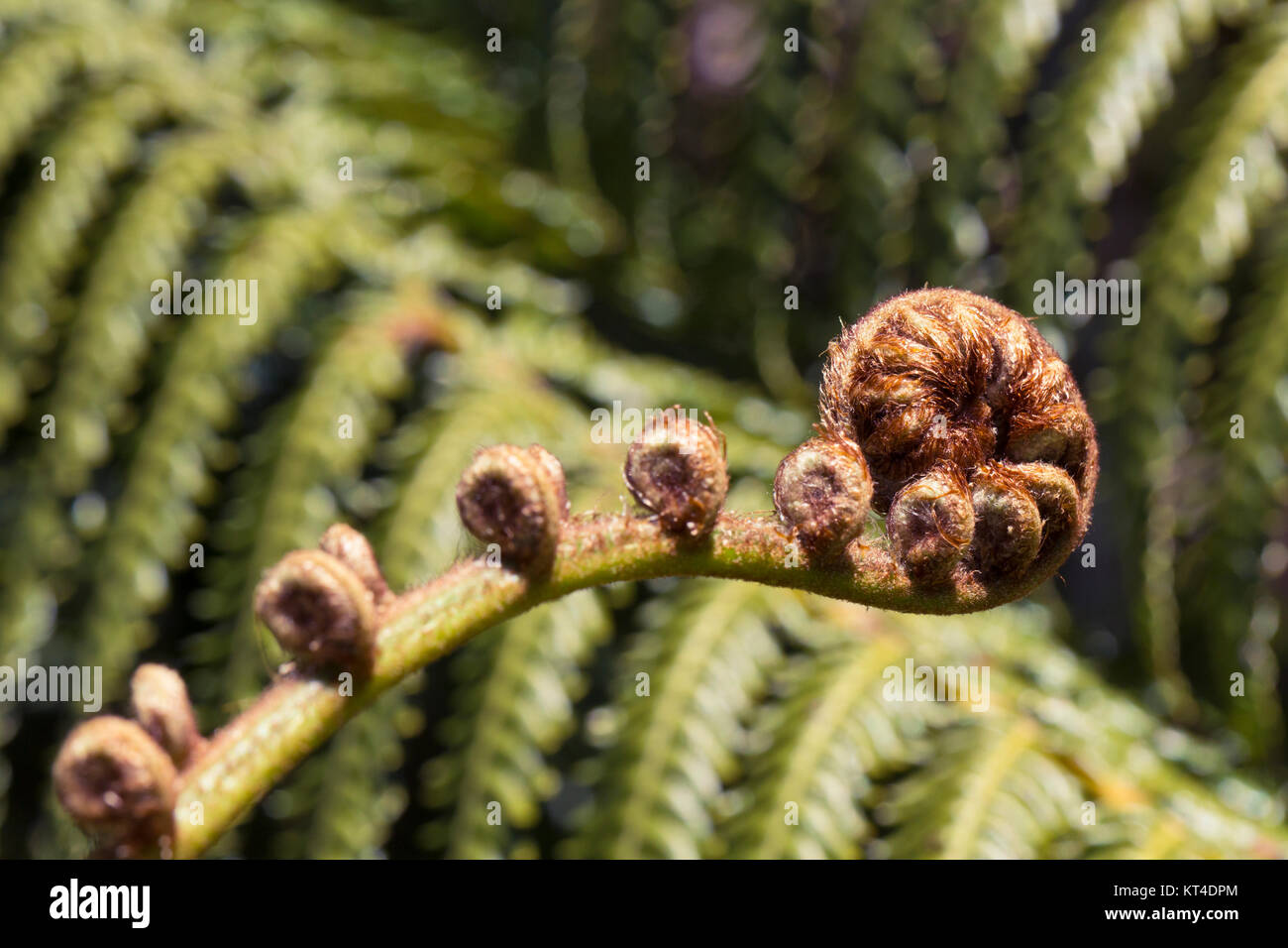 Unravelling fern frond closeup, one of New Zealand symbols Stock Photo ...